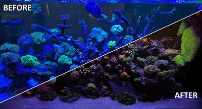 Kraken Reef® | Premium Rimless Aquarium Lids